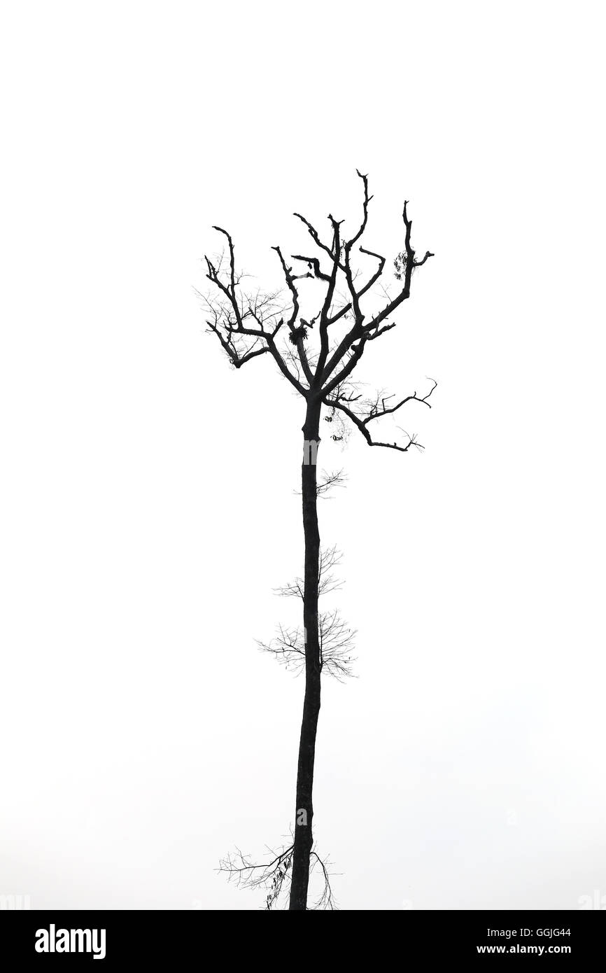 Keith Martin Officially The Worlds Fattest Man Dead At 44