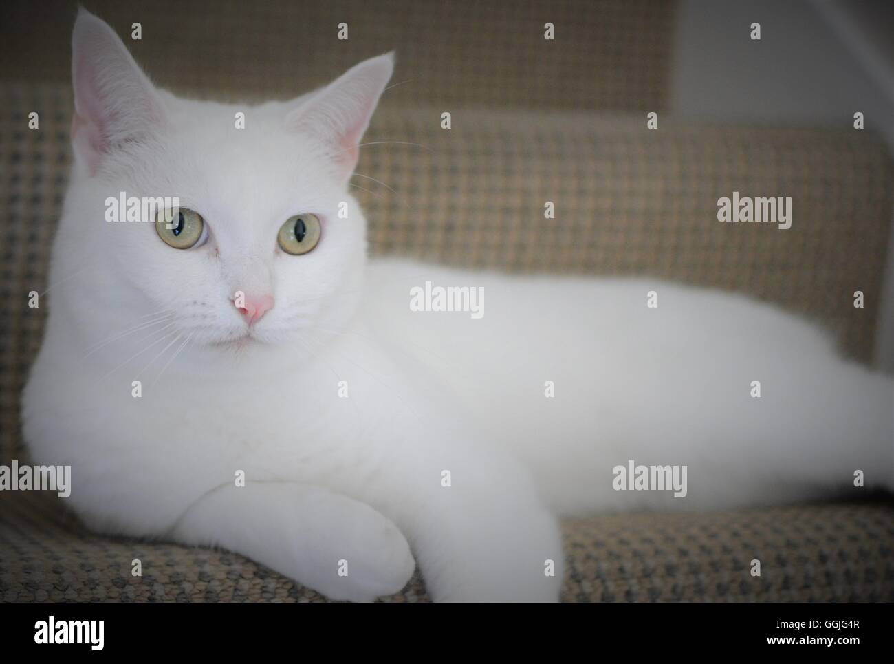 Reclining cat hi-res stock photography and images - Alamy