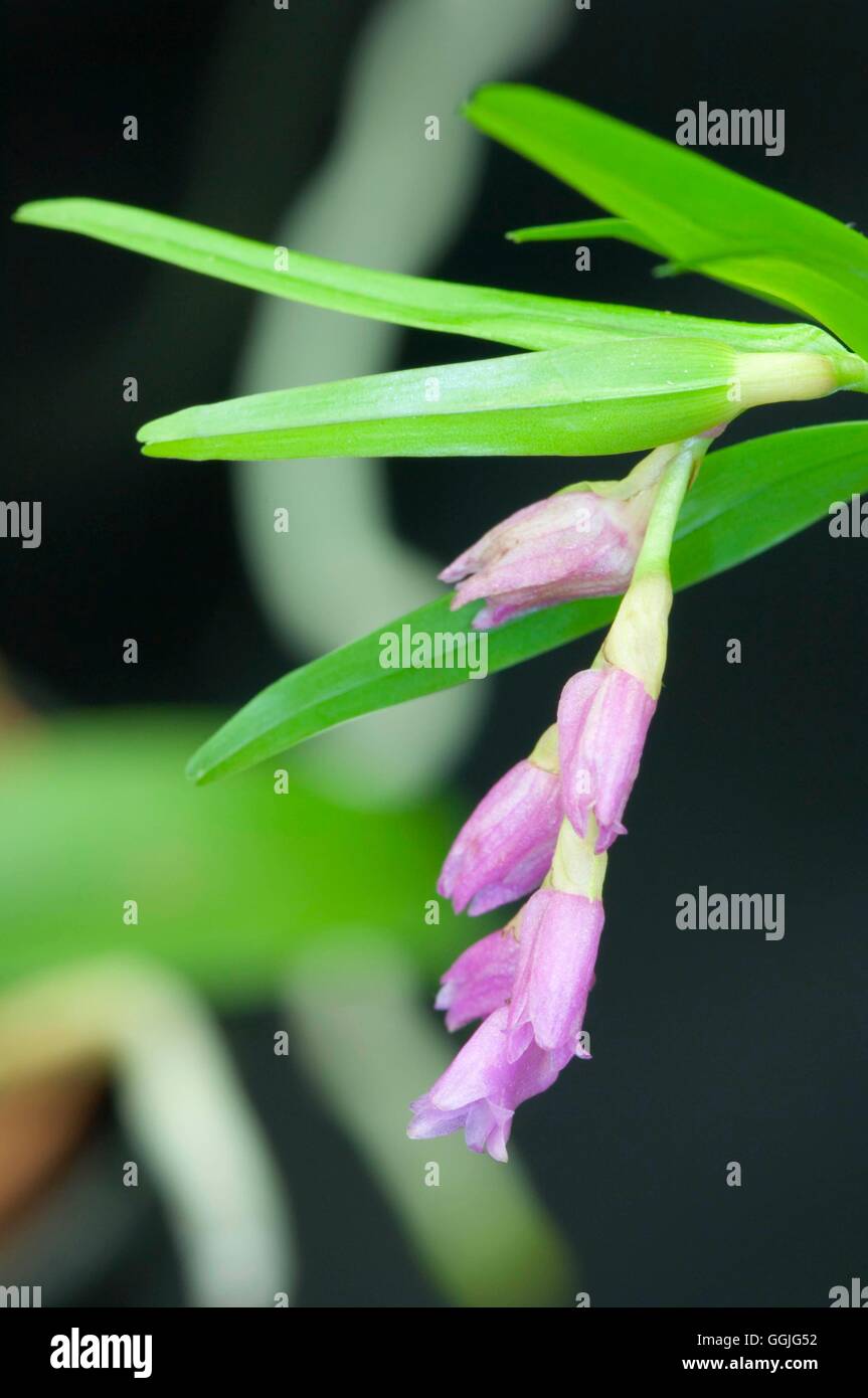 Isochilus linearis hi-res stock photography and images - Alamy