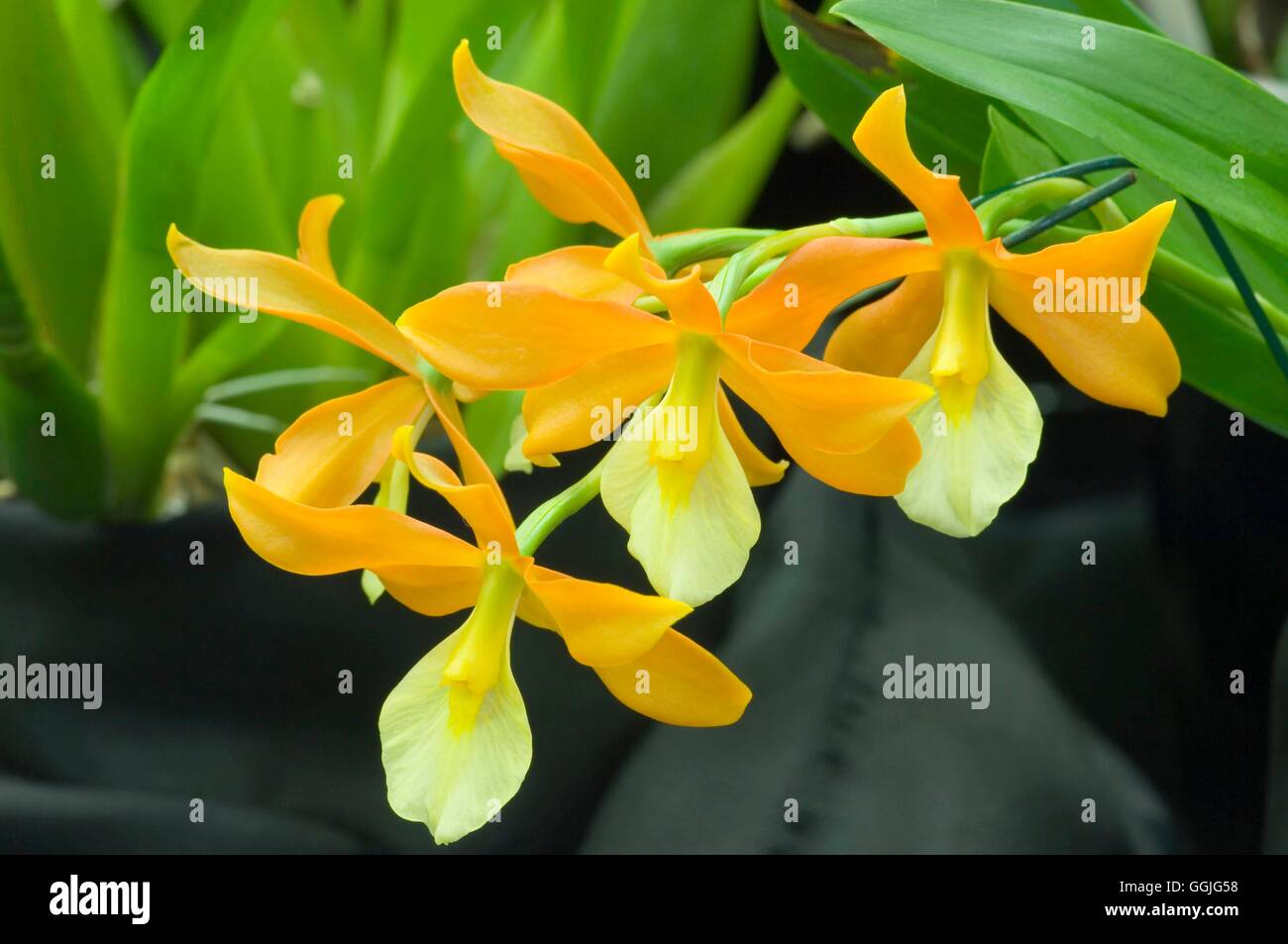 Prosthechea 'Ed Moore' MIW252317 Stock Photo - Alamy