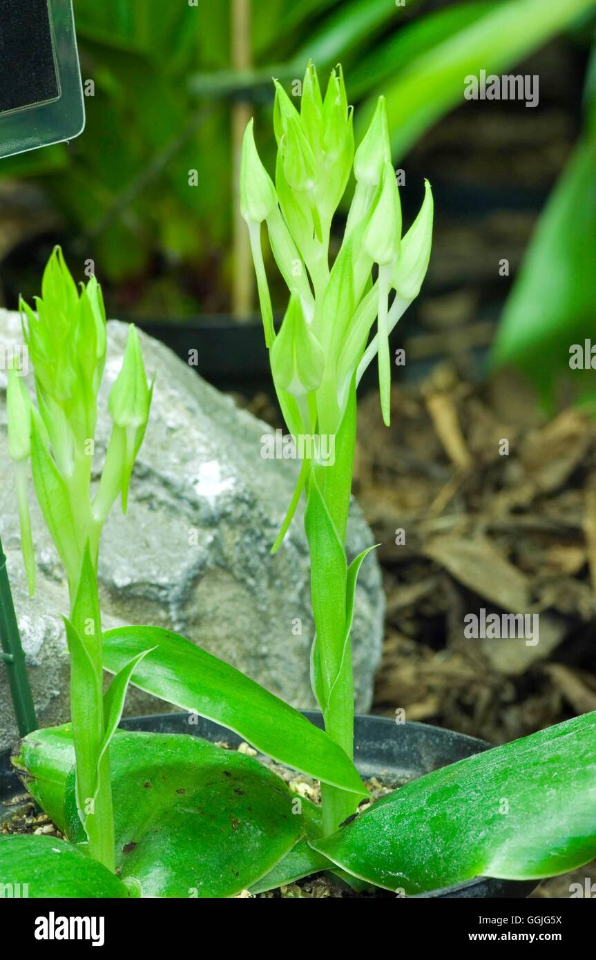 Pecteilis hawkesiana- - (Syn P. sagarikii) MIW252332 Stock Photo - Alamy