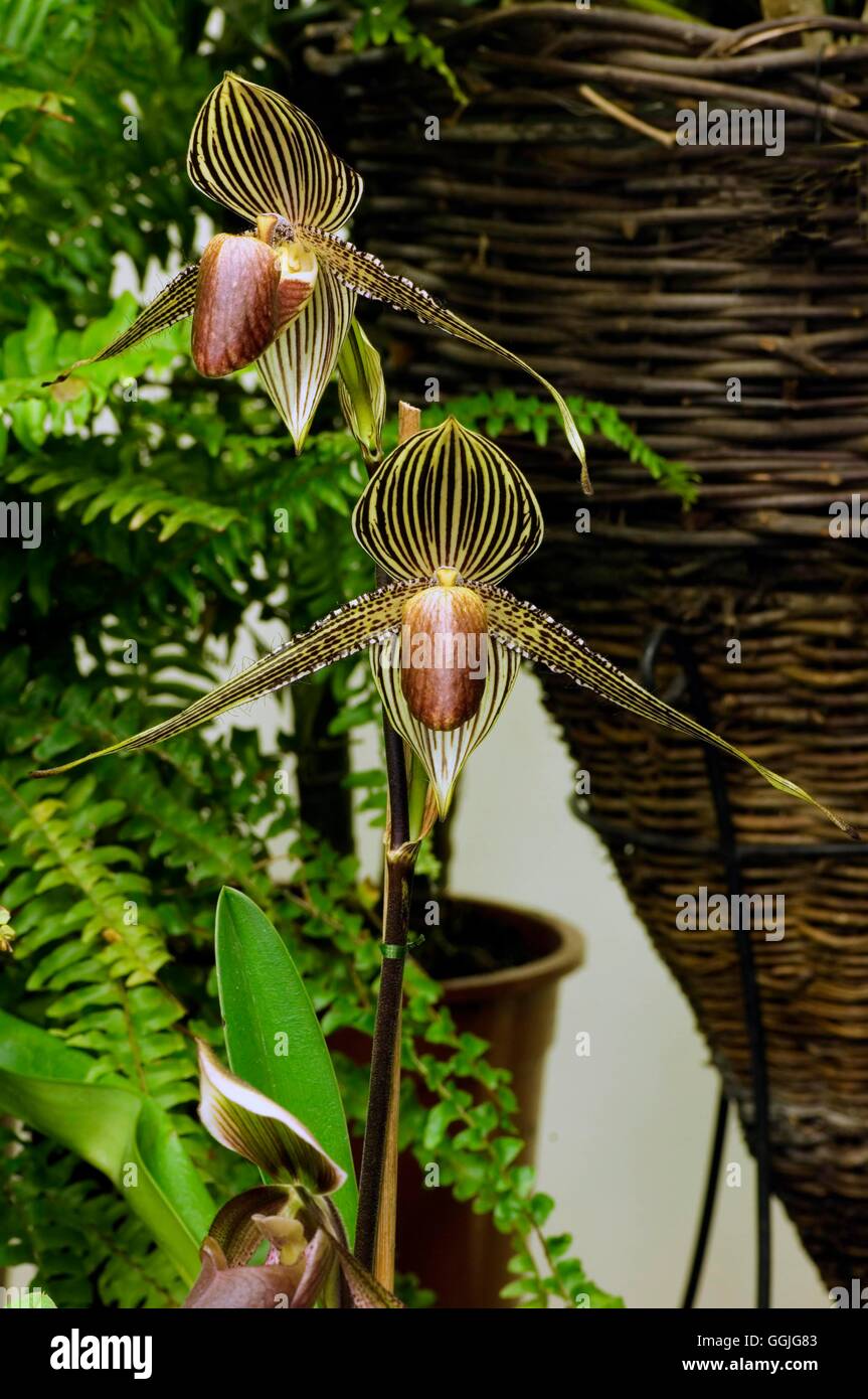 Rothschildianum hi-res stock photography and images - Alamy