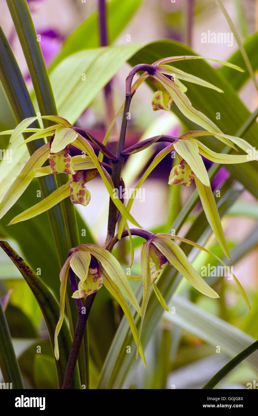 Cymbidium kanran MIW252393 Stock Photo - Alamy