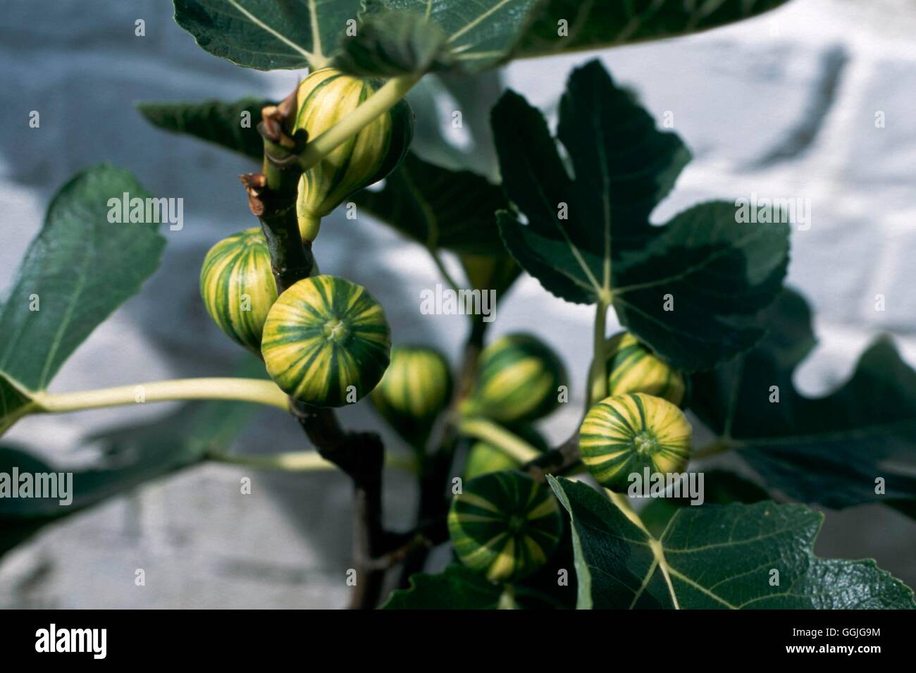 Ficus carica 'Panache'- - Striped Tiger Fig MIW252411 Stock Photo - Alamy