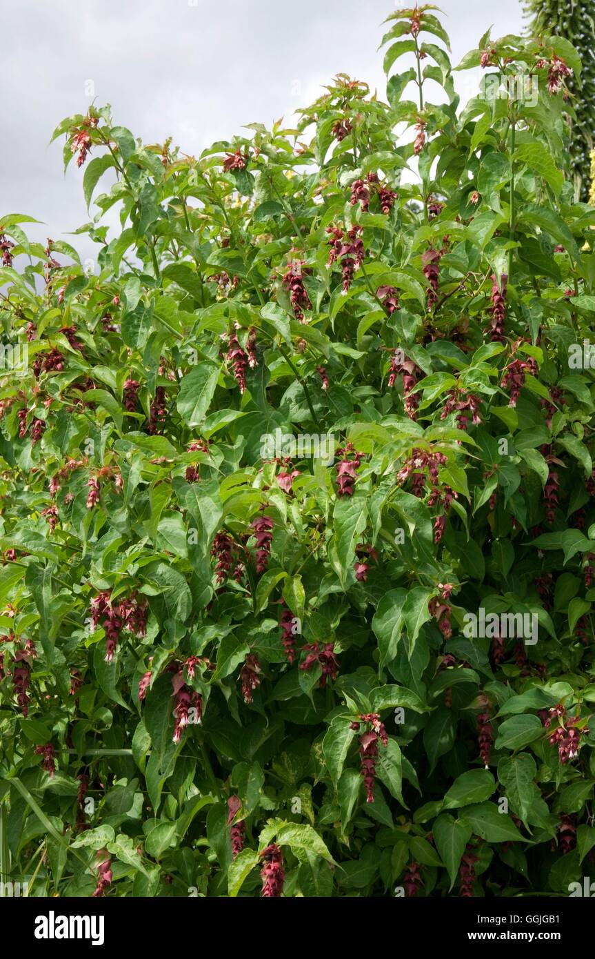Leycesteria High Resolution Stock Photography and Images - Alamy