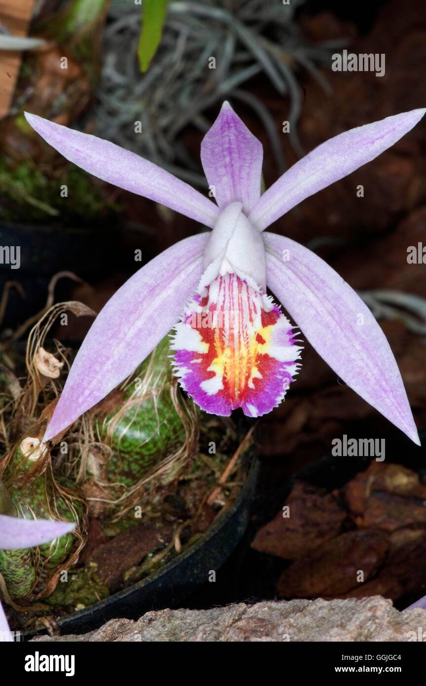 Praecox hi-res stock photography and images - Alamy