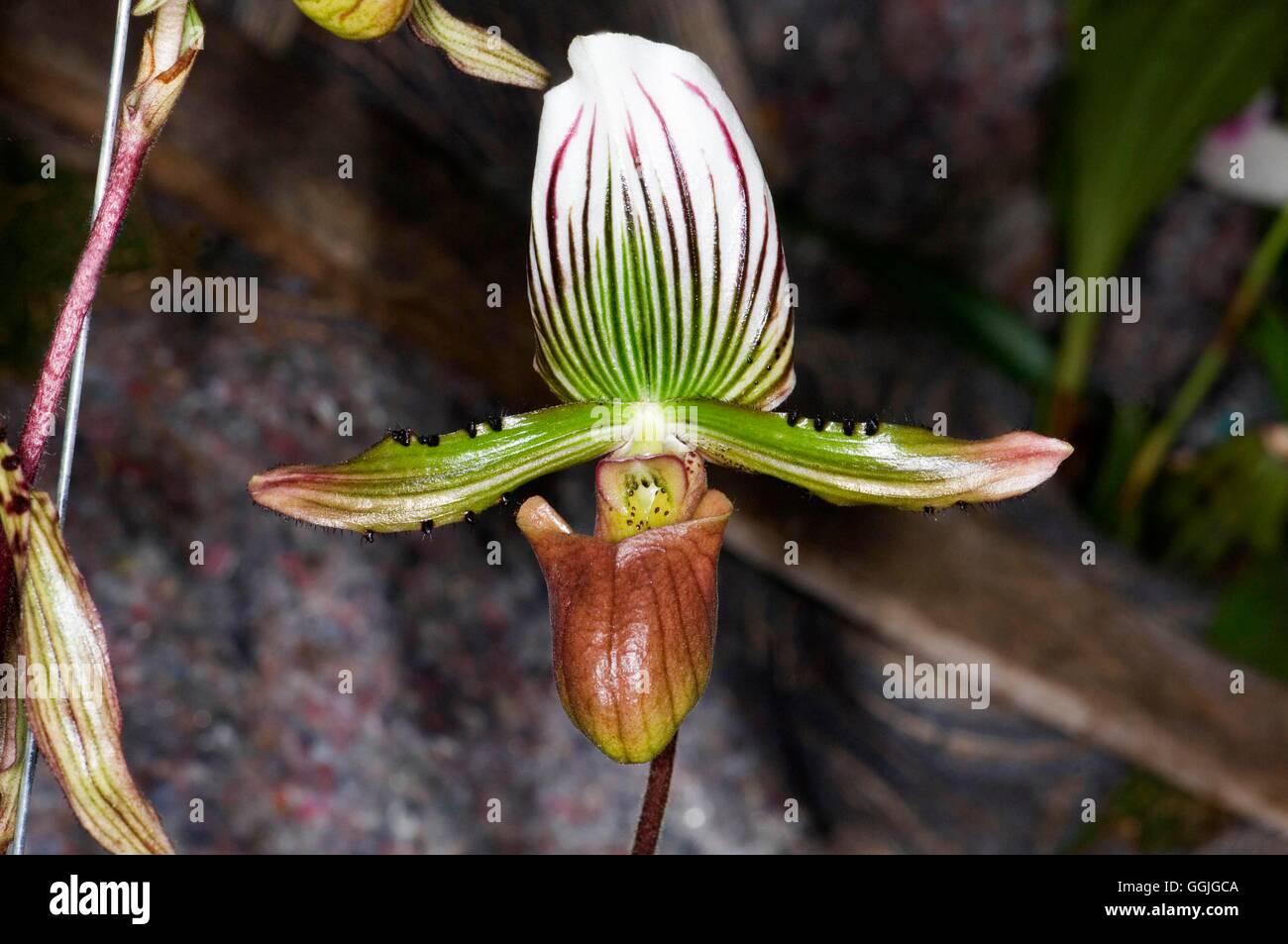 Laurentianum hi-res stock photography and images - Alamy