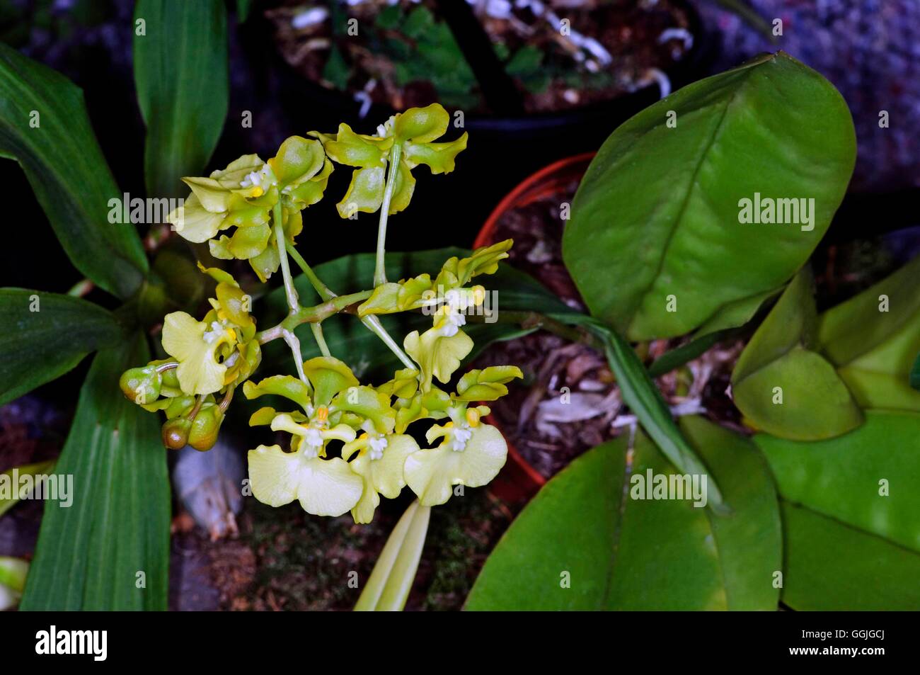 Cavandishianum hi-res stock photography and images - Alamy