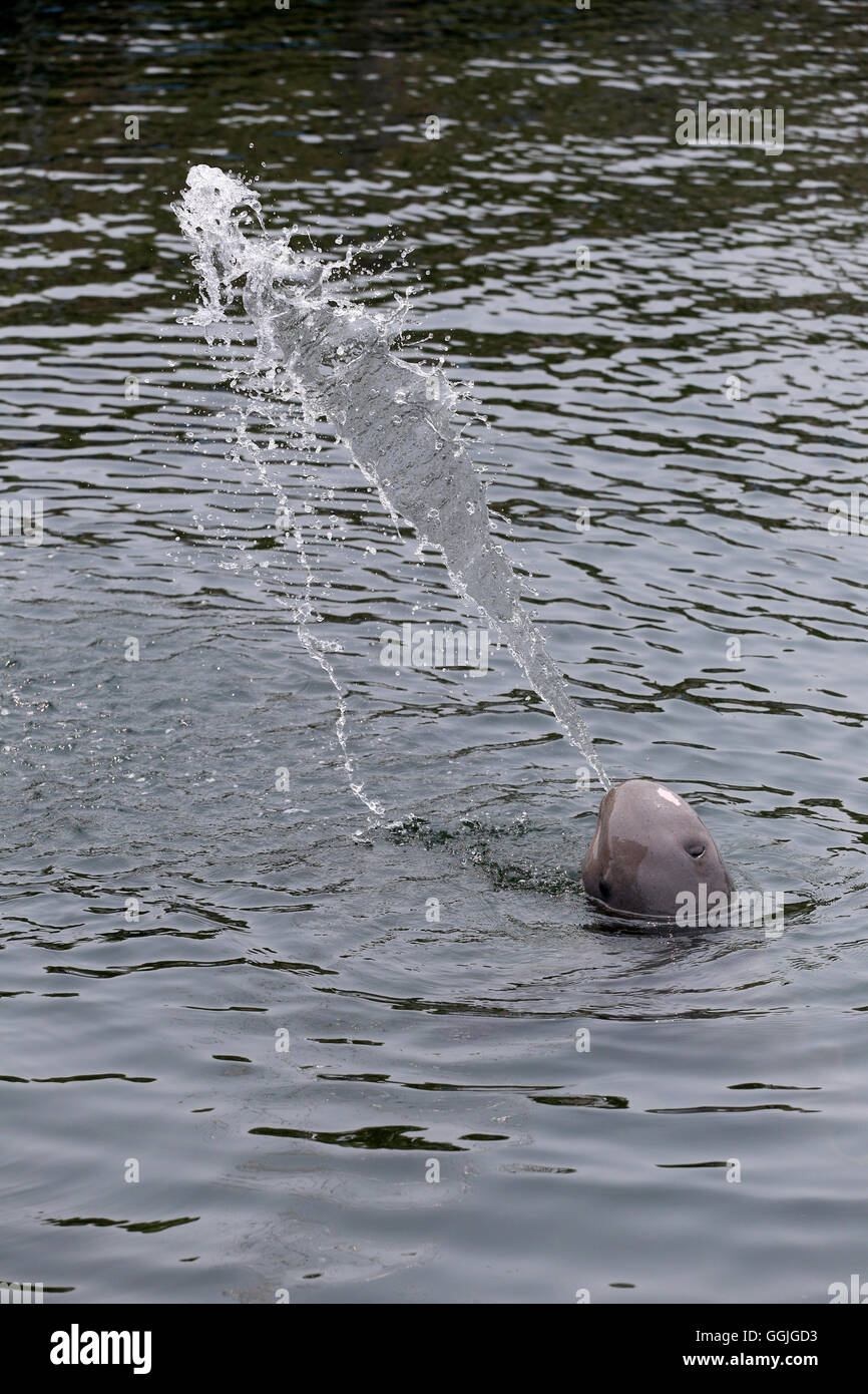 Dolphins is spraying water in the sea for the design animal background ...