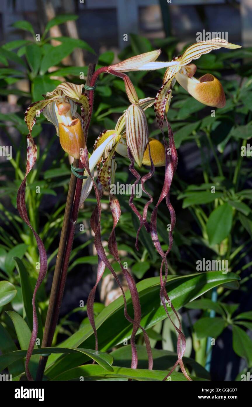 Paphiopedilum 'Michael Koopowitz' MIW252475 Stock Photo - Alamy