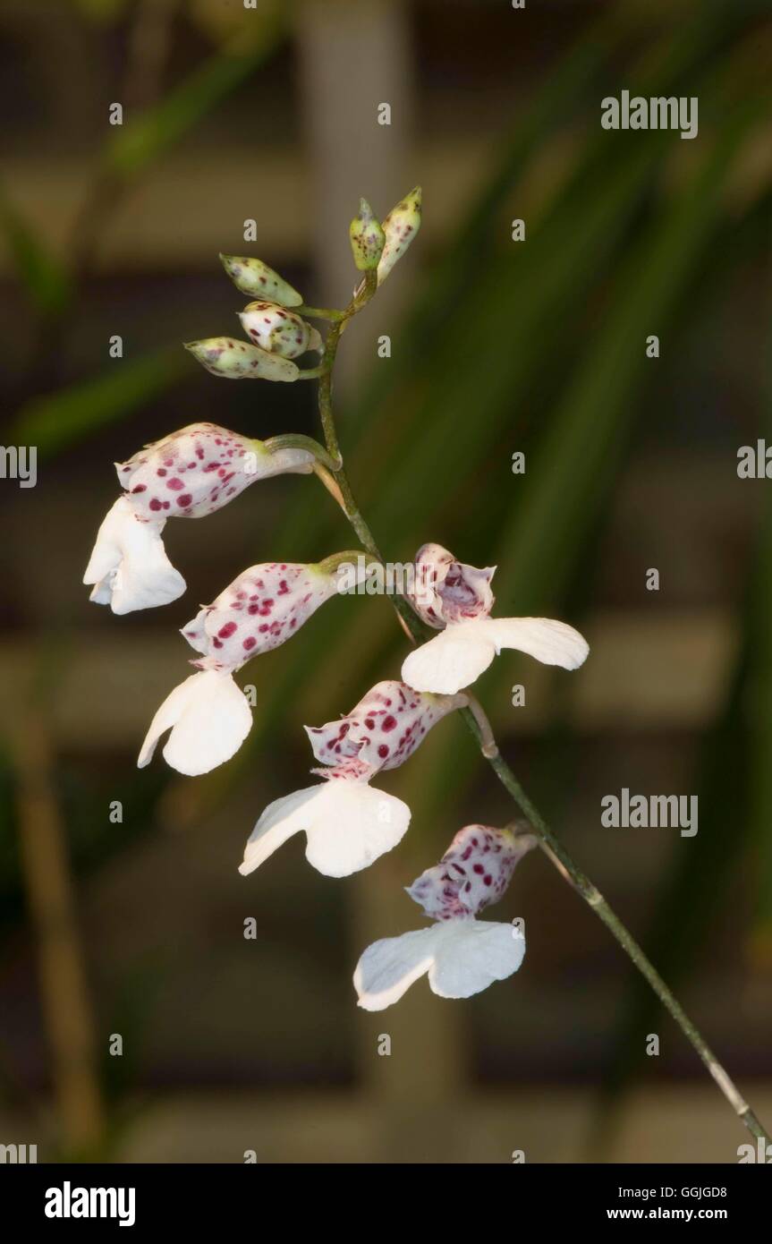 Rodriguezia hi-res stock photography and images - Alamy