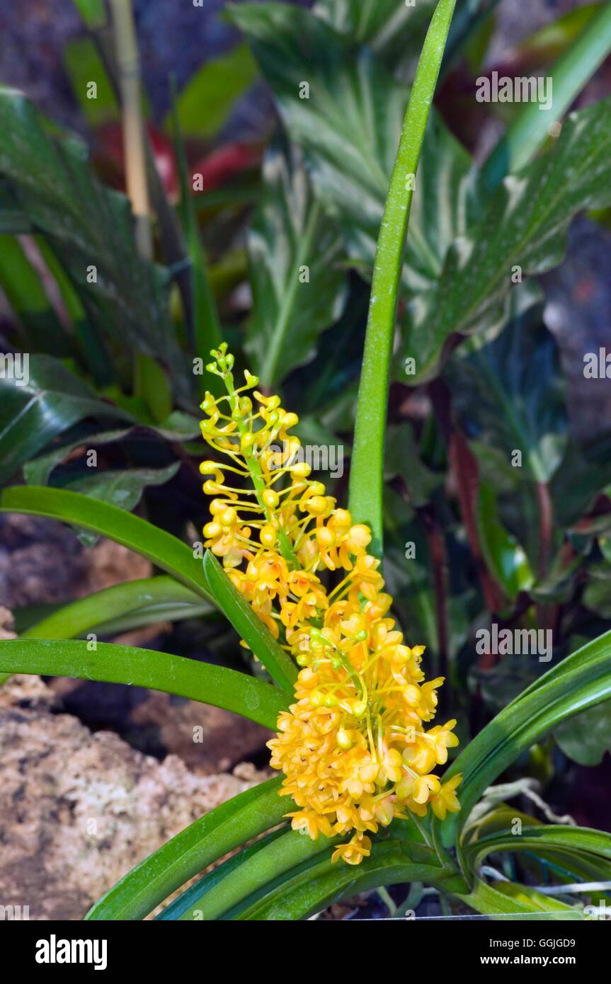 Kai Gold High Resolution Stock Photography and Images - Alamy