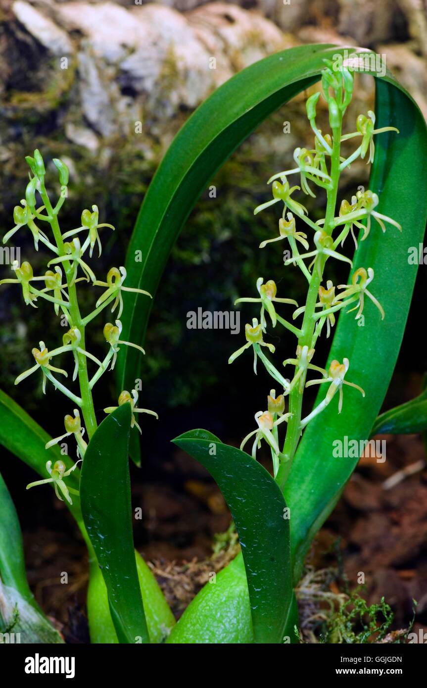 Reflexa High Resolution Stock Photography and Images - Alamy