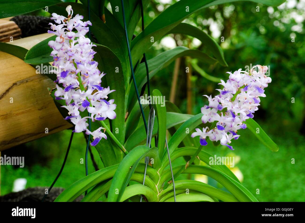 Rhyncostylis coelestis MIW252515 Stock Photo - Alamy
