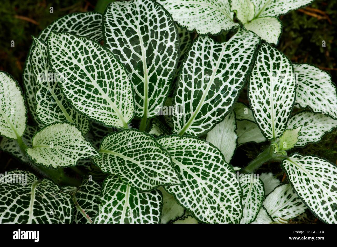 Fittonia plant hi-res stock photography and images - Alamy