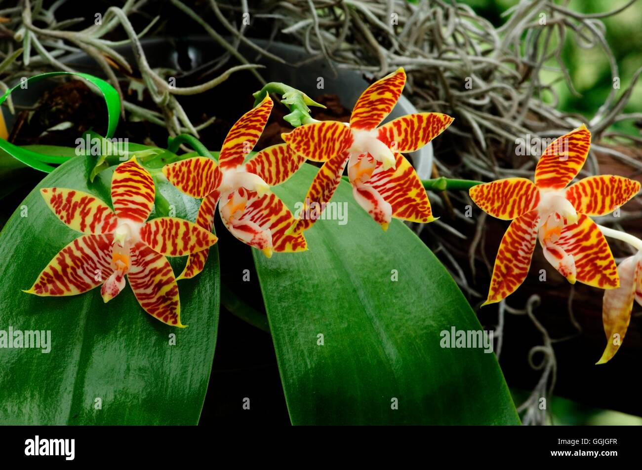 Phalaenopsis amboinensis hi-res stock photography and images - Alamy