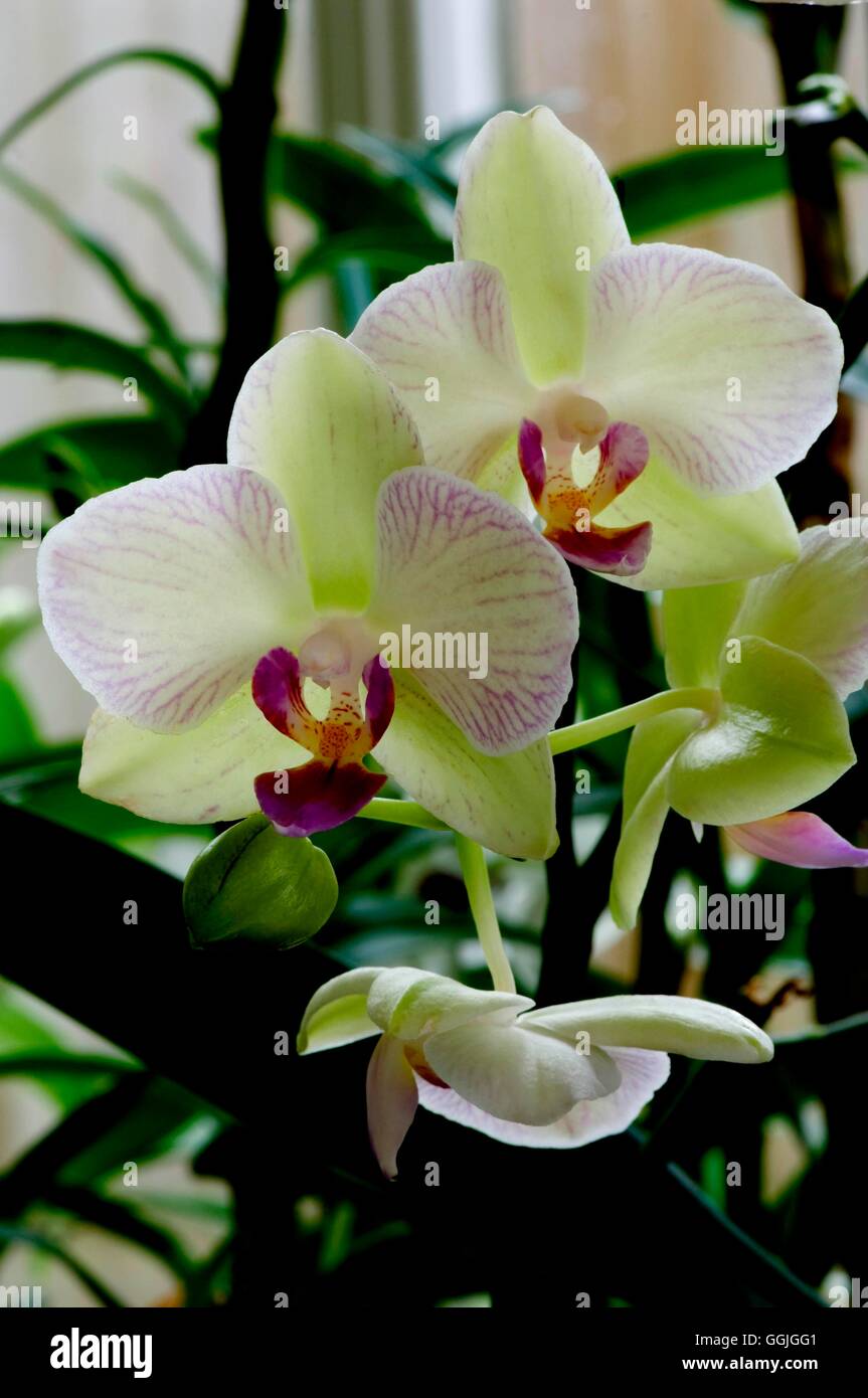 Phalaenopsis 'King Siam' MIW252544 Stock Photo - Alamy
