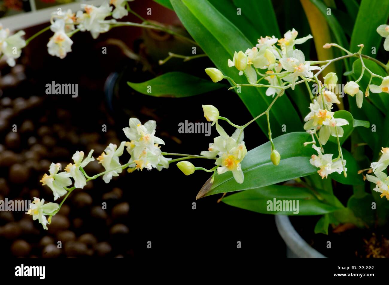 Twinkle oncidium hi-res stock photography and images - Alamy