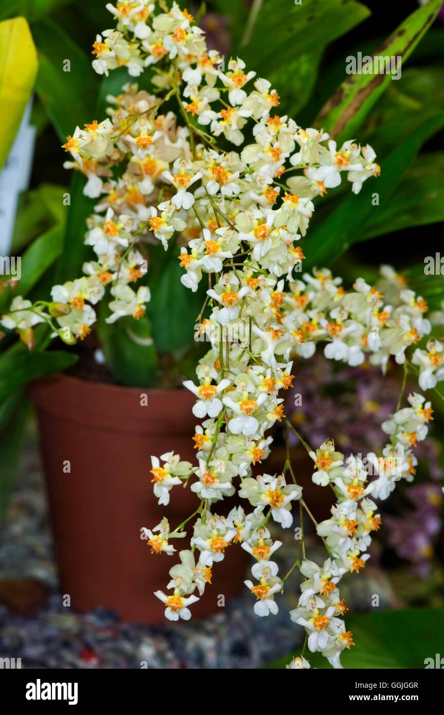 Twinkle oncidium hi-res stock photography and images - Alamy