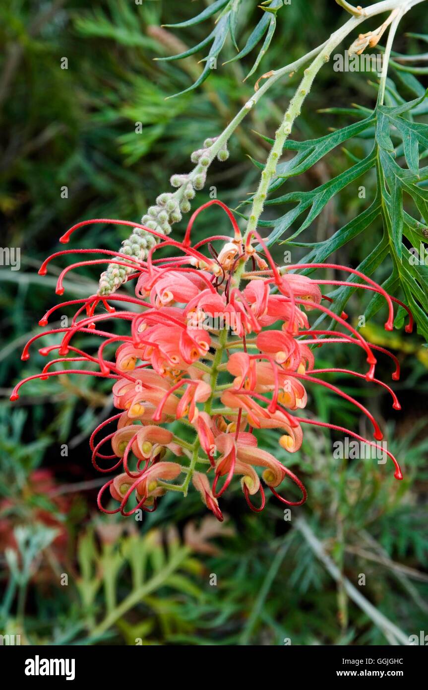 Robingordon hi-res stock photography and images - Alamy