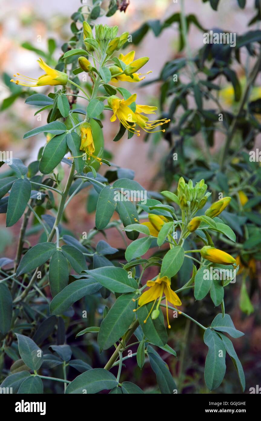 Cleome isomeris- - Spiderflower ""Bladderpod""" MIW252580 Stock Photo ...
