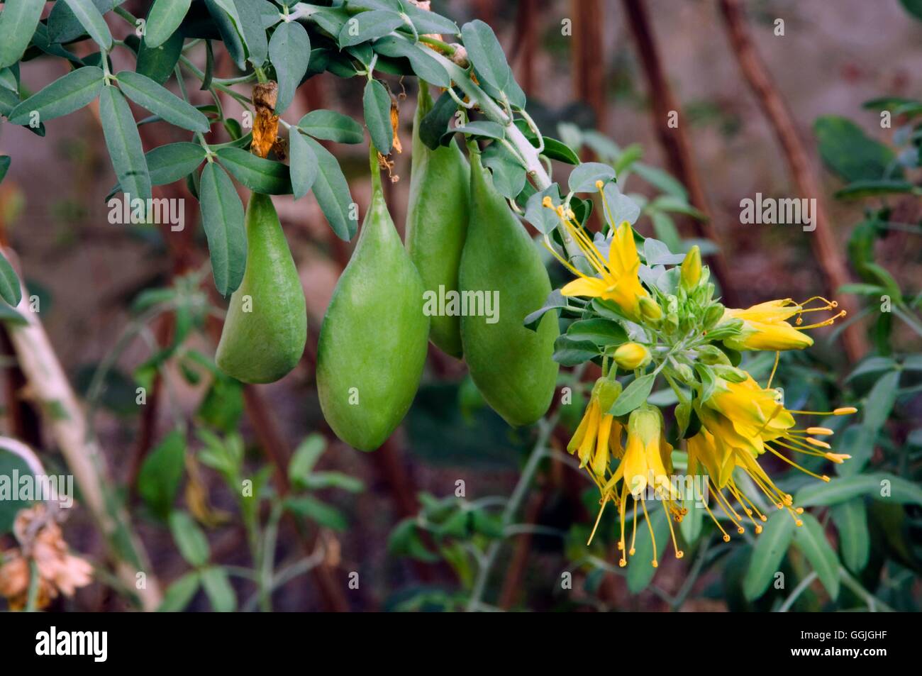 Cleome isomeris- - Spiderflower ""Bladderpod""" MIW252581 Stock Photo ...