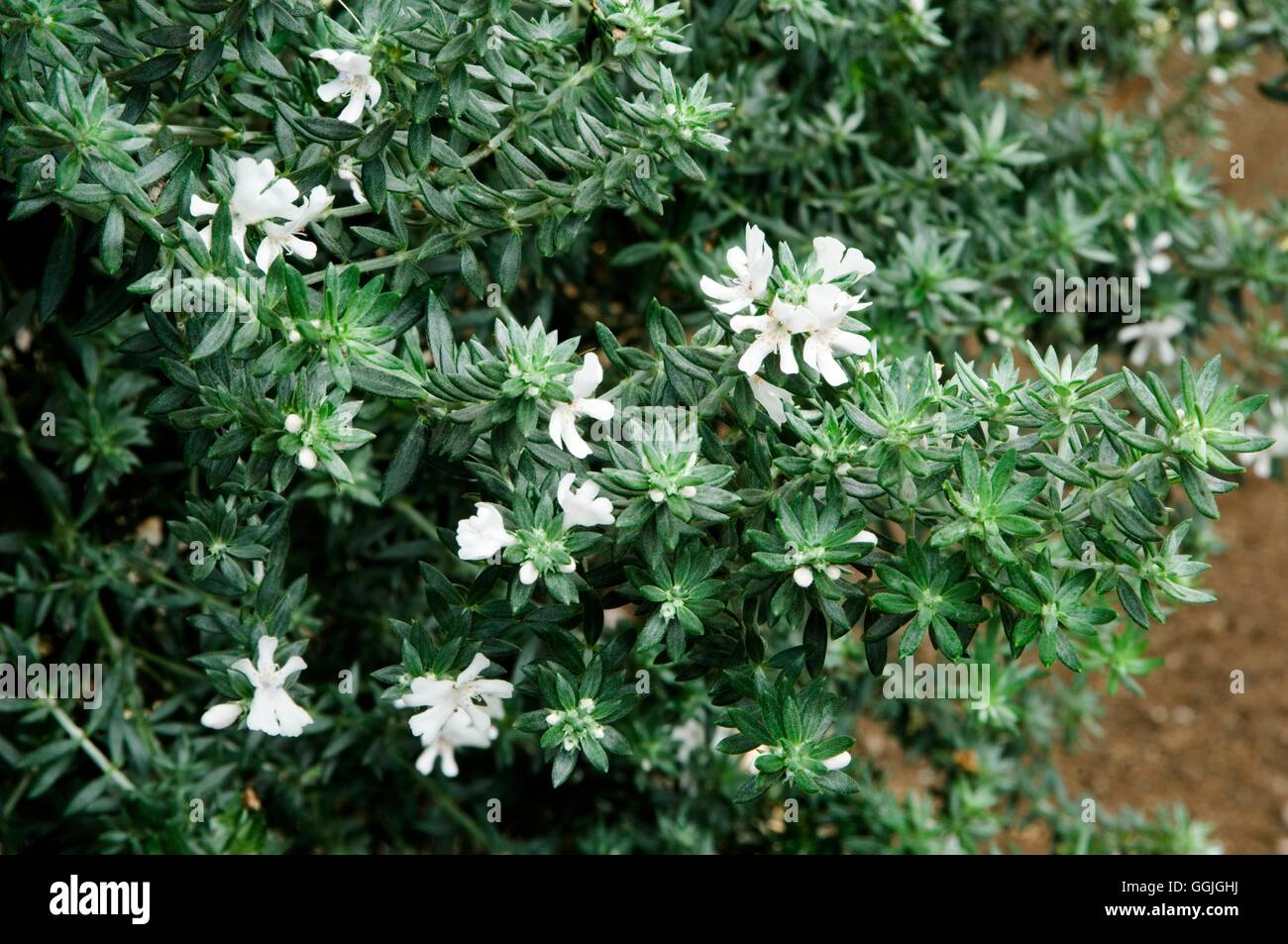 Westringia white hi-res stock photography and images - Alamy