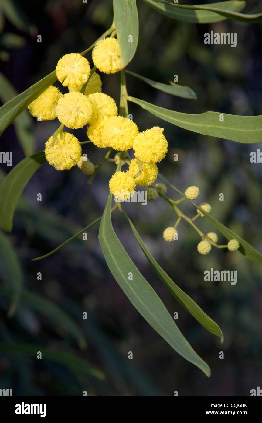 Acacia retinoides MIW252583 Stock Photo - Alamy