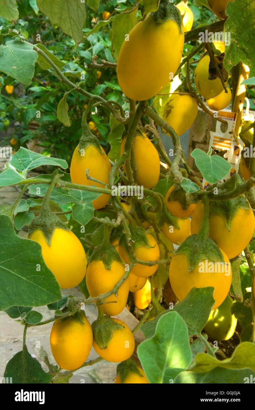 Solanum melongena MIW252599 Stock Photo - Alamy