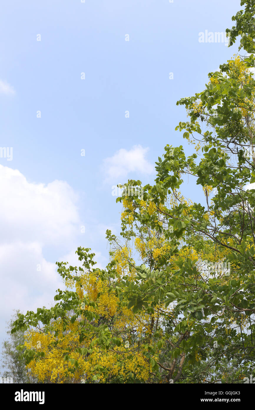Cassia fistula or Golden shower bloom on tree in the garden,In Thailand ...