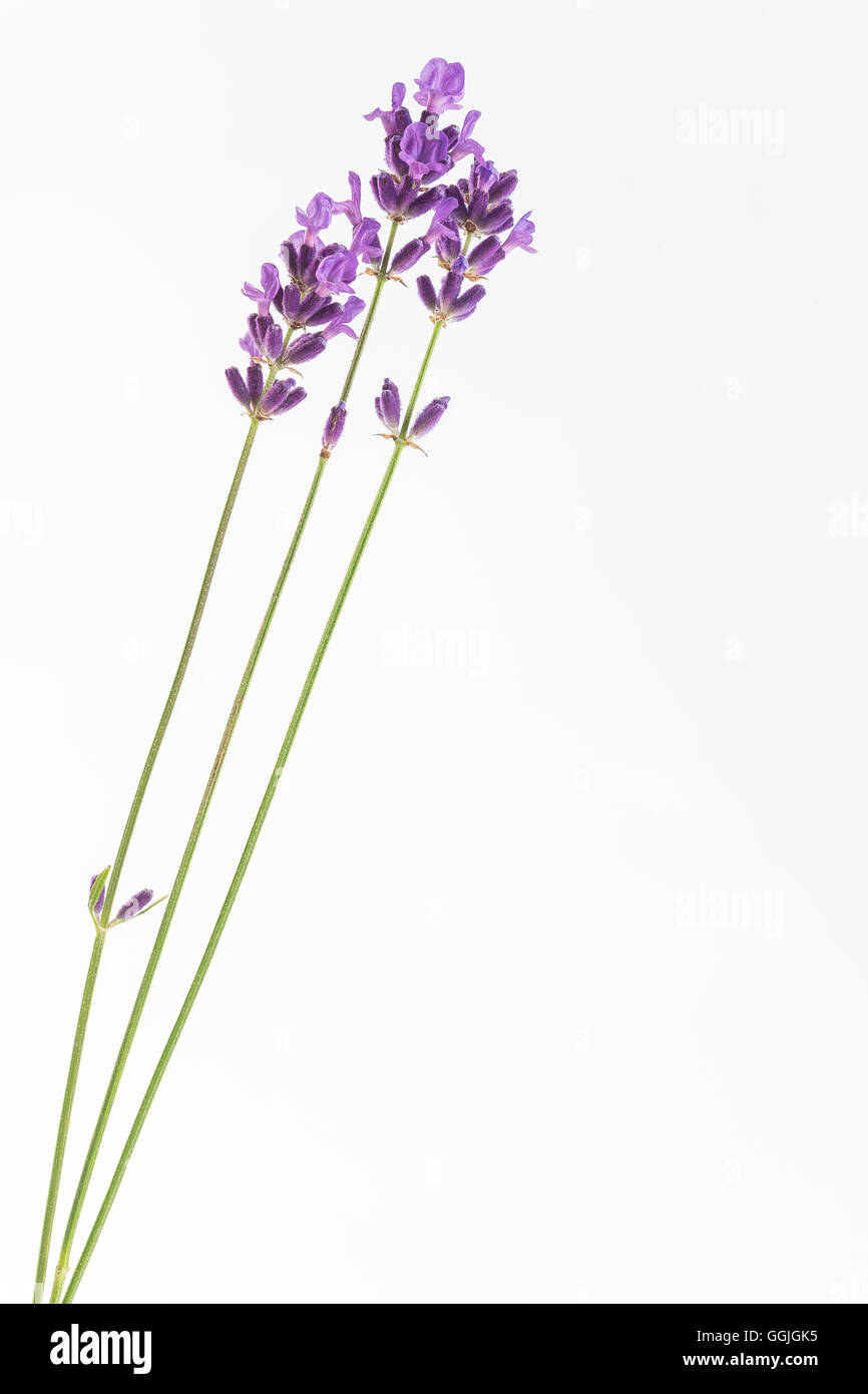 lavender flower isolated on white Stock Photo - Alamy