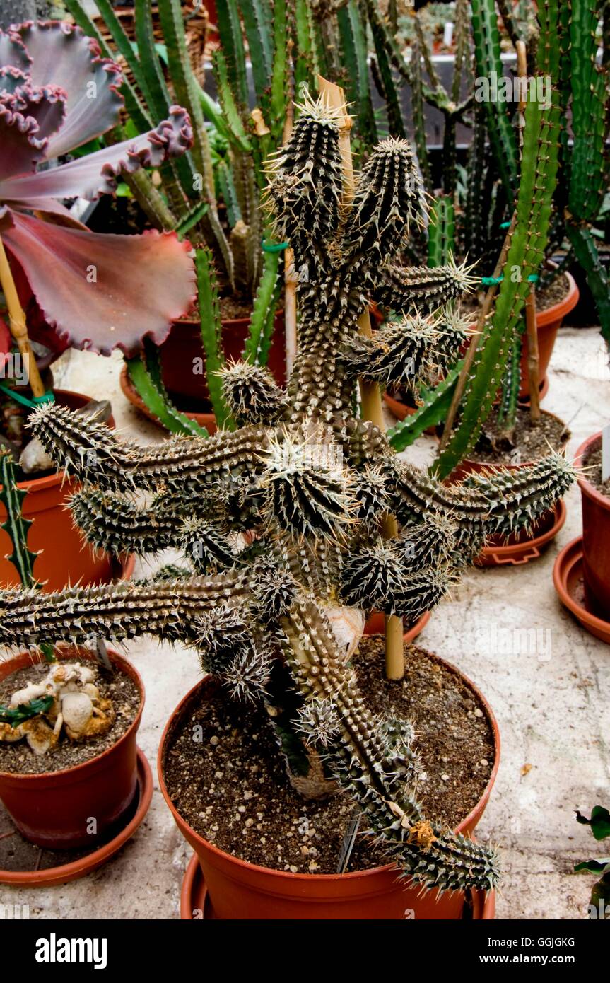 Euphorbia cactus hi-res stock photography and images - Alamy