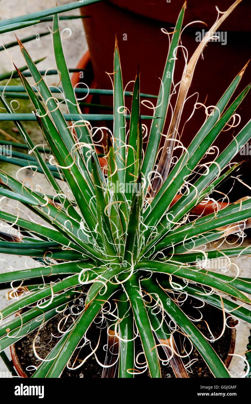 Agave parviflora MIW252636 Stock Photo - Alamy