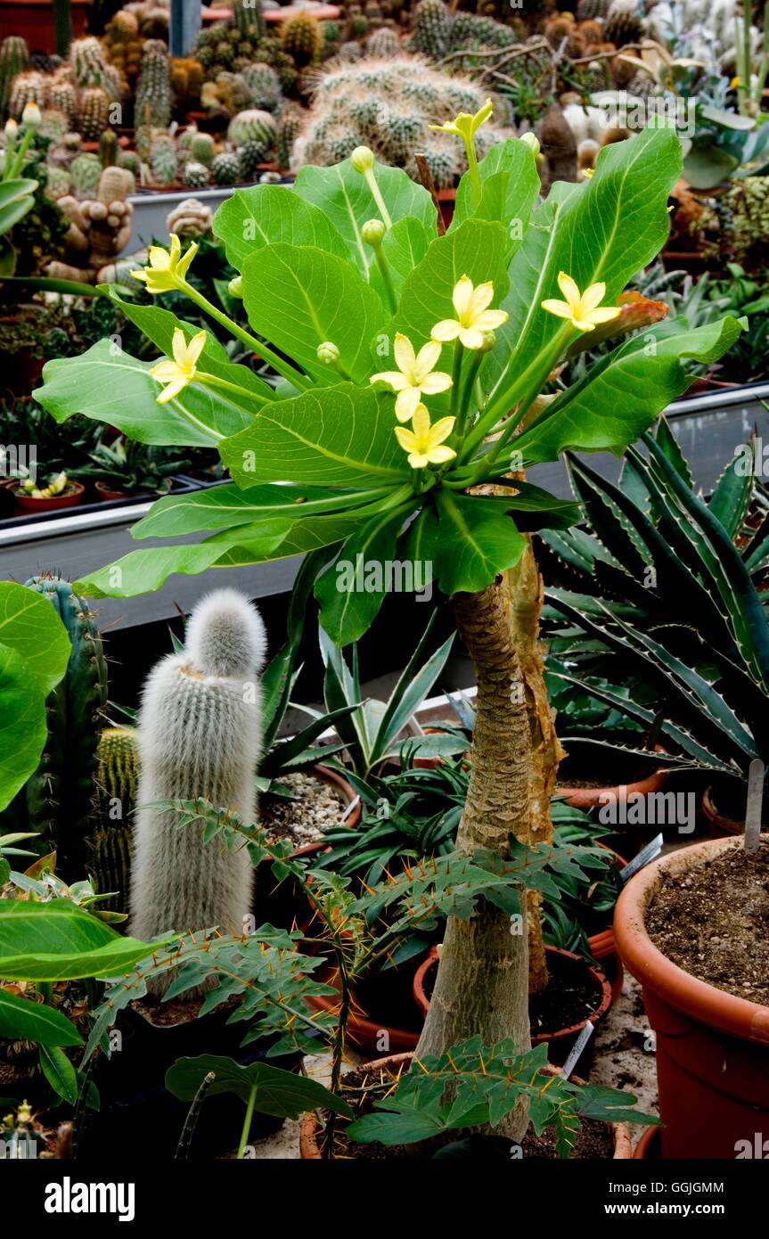 Brighamia insignis MIW252639 Stock Photo - Alamy