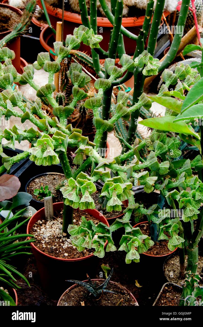 Monadenium High Resolution Stock Photography and Images - Alamy