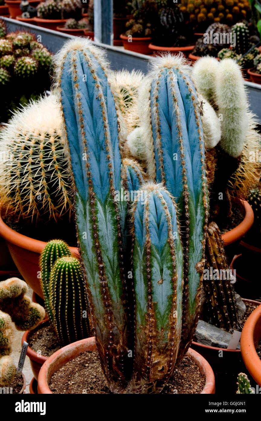 Pseudocereus hi-res stock photography and images - Alamy