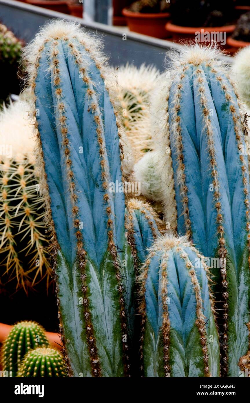 Pseudocereus hi-res stock photography and images - Alamy