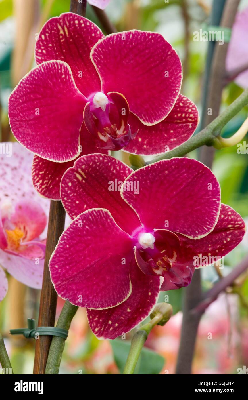 Phalaenopsis 'Red Rust' MIW252665 Stock Photo - Alamy