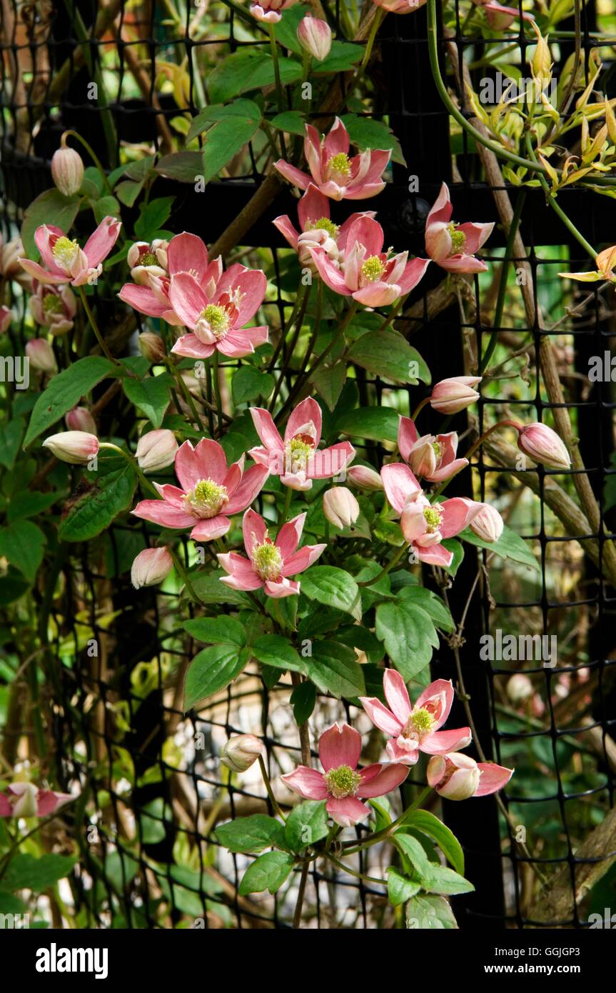 Clematis marjorie hi-res stock photography and images - Alamy