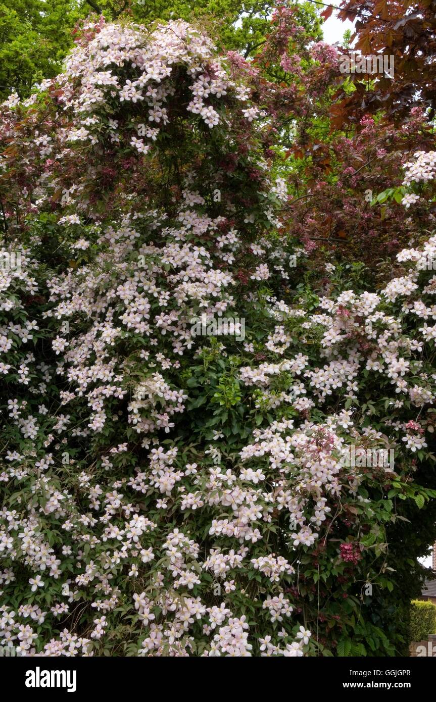 Clematis climbing hi-res stock photography and images - Alamy