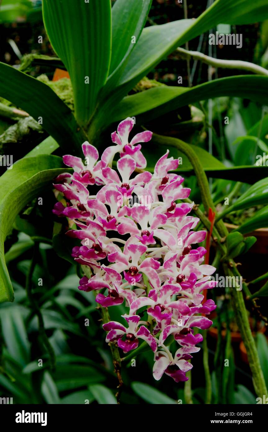 Orchid rhynchostylis hi-res stock photography and images - Alamy