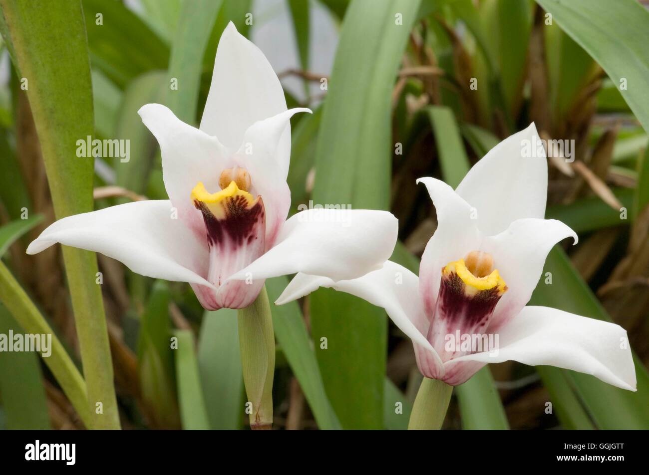 Maxillaria High Resolution Stock Photography and Images - Alamy