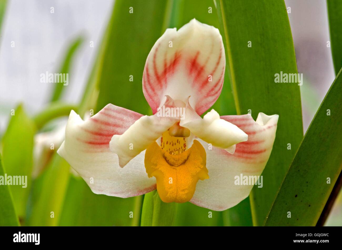 252750 hi-res stock photography and images - Alamy