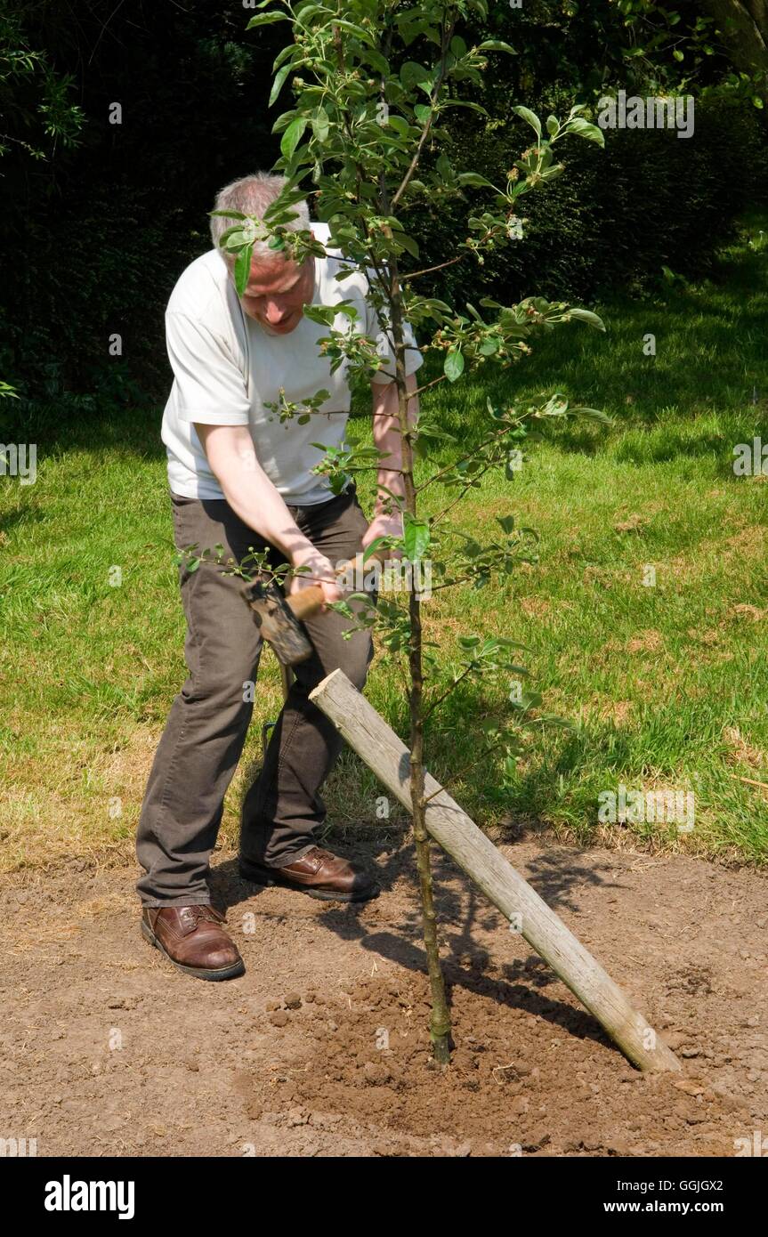 Staking an apple tree hi-res stock photography and images - Alamy