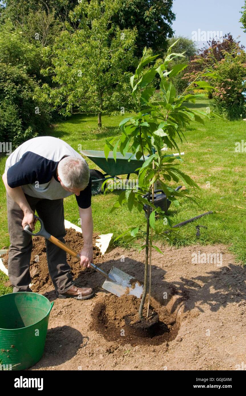 Tree Planting- - Back-filling MIW252777 Stock Photo - Alamy