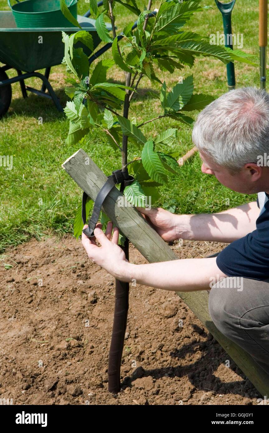 Supporting tree planting hi-res stock photography and images - Alamy
