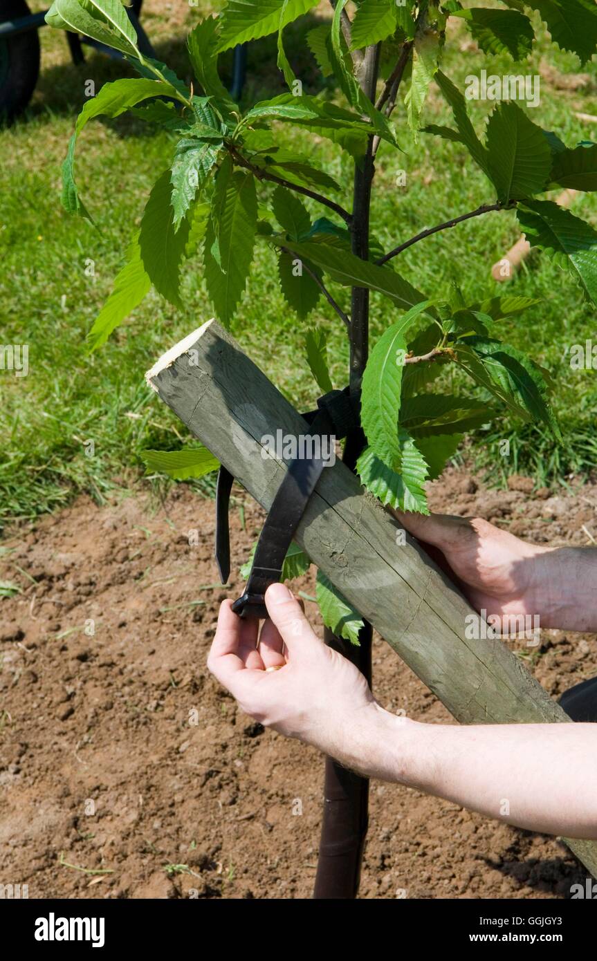 Supporting tree hi-res stock photography and images - Alamy