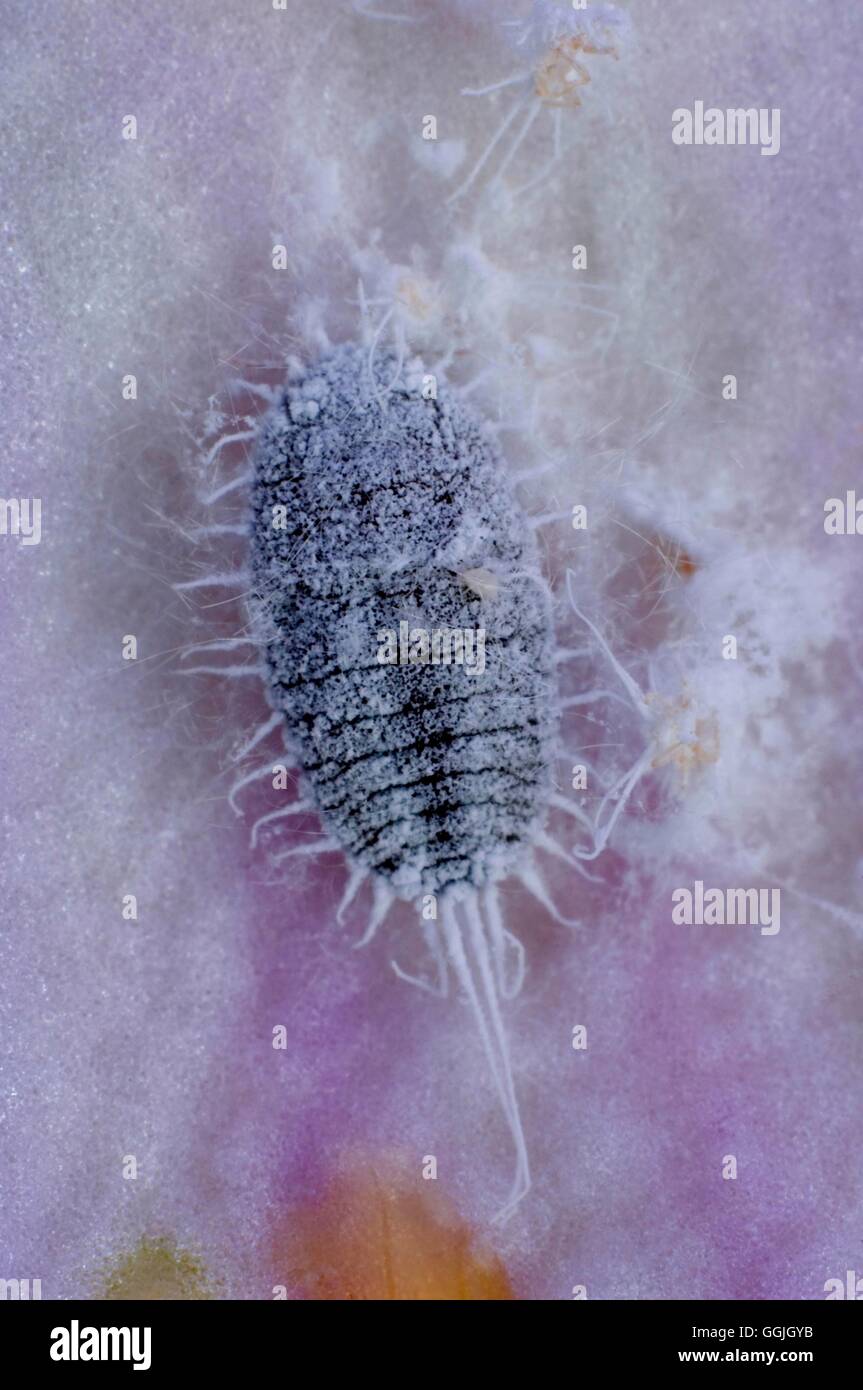 Mealy Bug - Long Tailed- on Phalaenopsis Orchid- (Ferrisia virgata syns ...