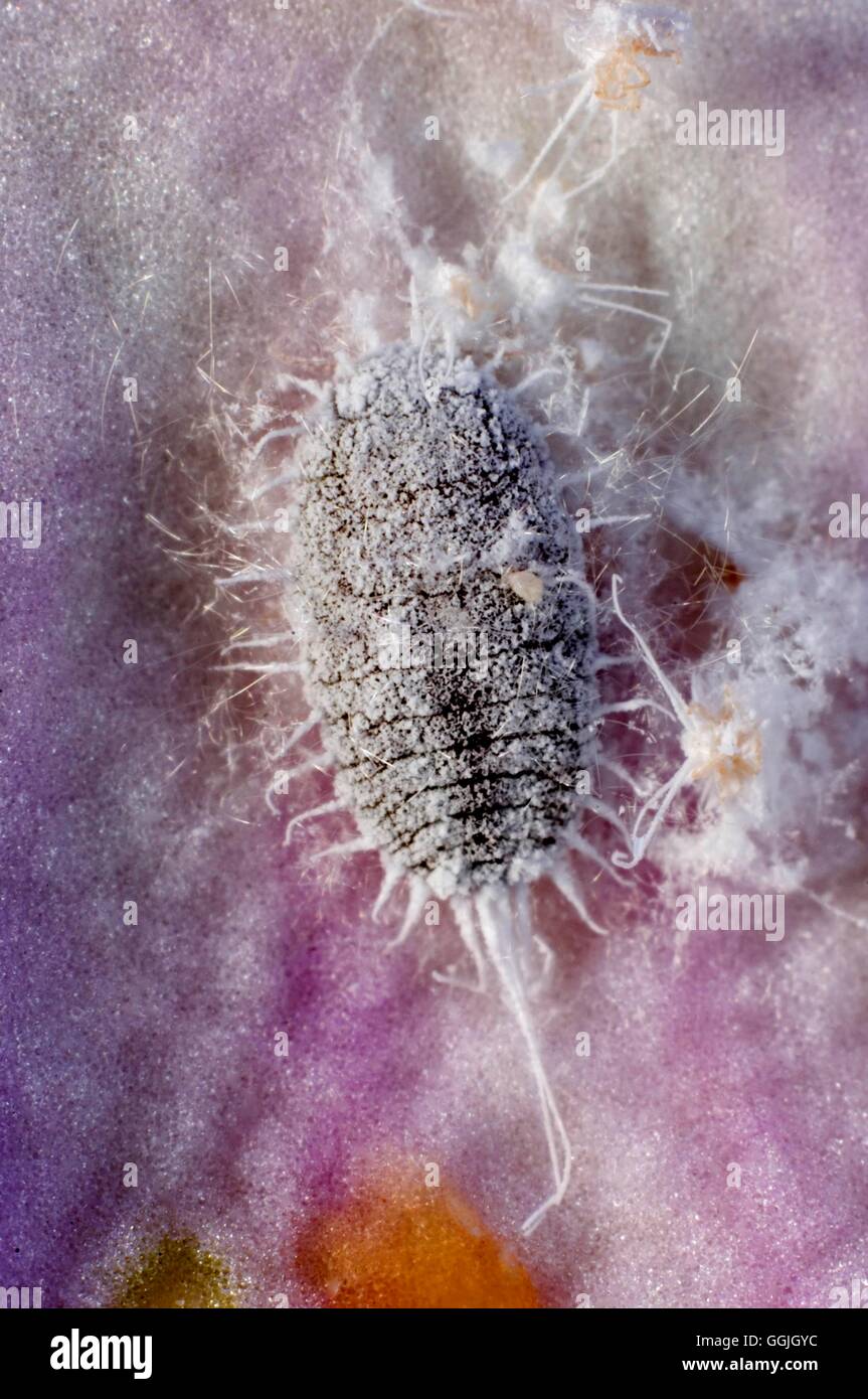 Mealy Bug - Long Tailed- on Phalaenopsis Orchid- (Ferrisia virgata syns ...