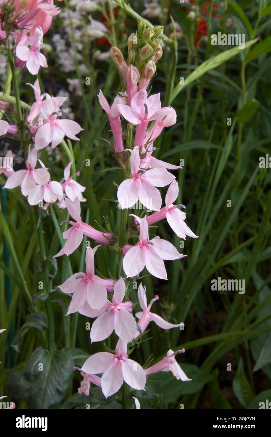 Komplimentpalepink hi-res stock photography and images - Alamy